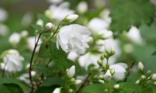 Beim Bauernjasmin ist Vorsicht angesagt – DiePresse.com