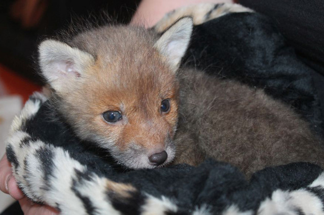 Fuchs-Baby in Wiener Wohnpark entdeckt | DiePresse.com