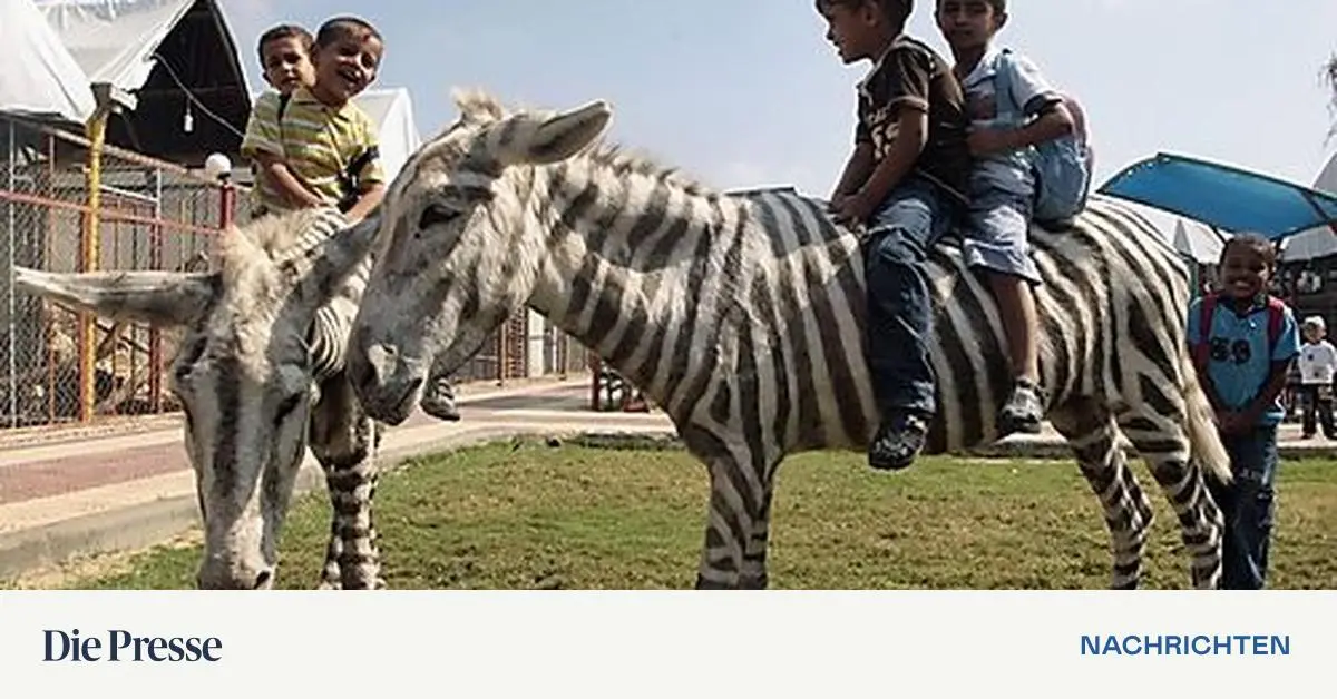 Palästinensischer Zoodirektor färbt Esel als Zebras – DiePresse.com