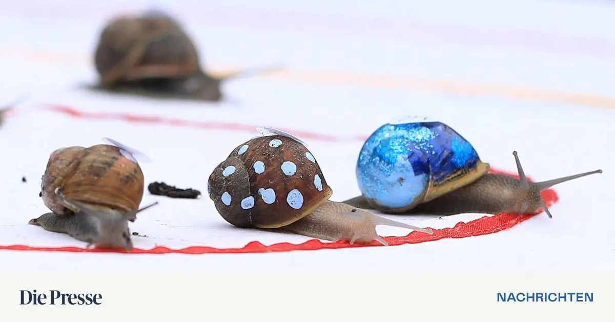 Larry, die schnellste Rennschnecke der Welt – DiePresse.com