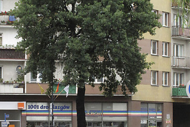 Polen: "Hitler-Eiche" aus Braunau spaltet eine Stadt – DiePresse.com