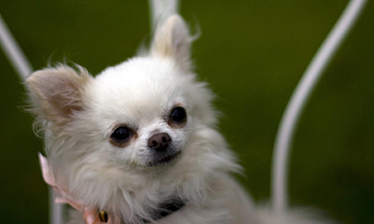 Die Zahl der "Mini-Hunde" in Österreich wächst | DiePresse.com