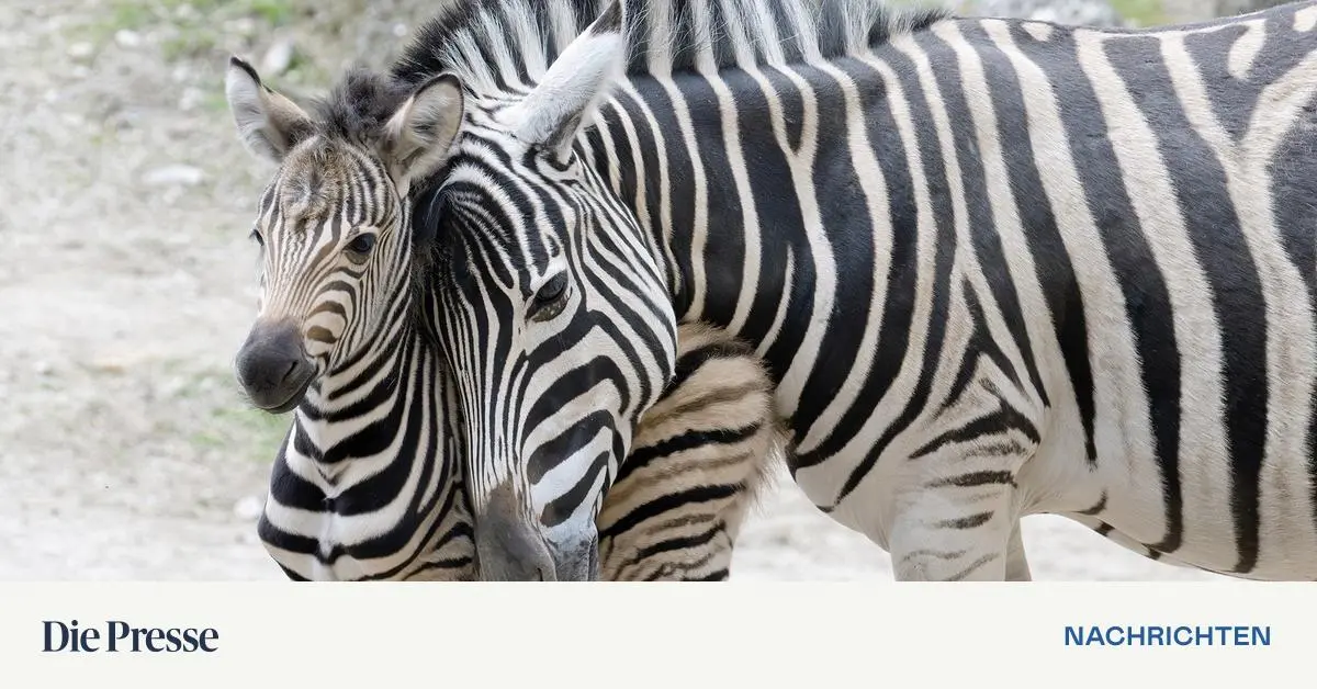 Doppelter Nachwuchs bei den Zebras im Tiergarten Schönbrunn – DiePresse.com