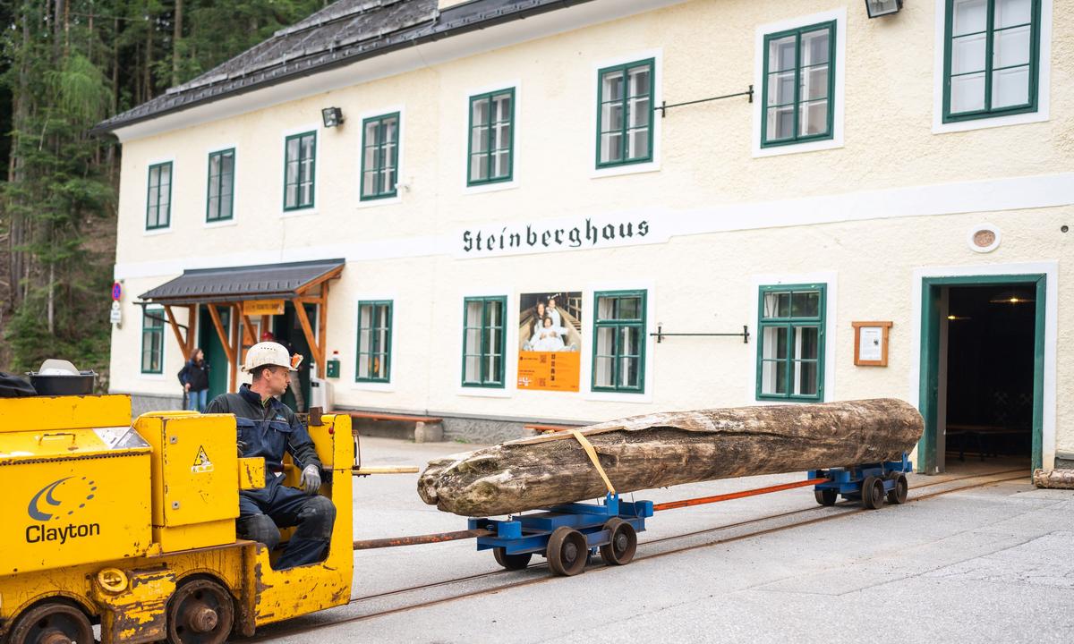 1400 Jahre alte Tanne übersiedelt aus See in Salzwelten Altaussee ...
