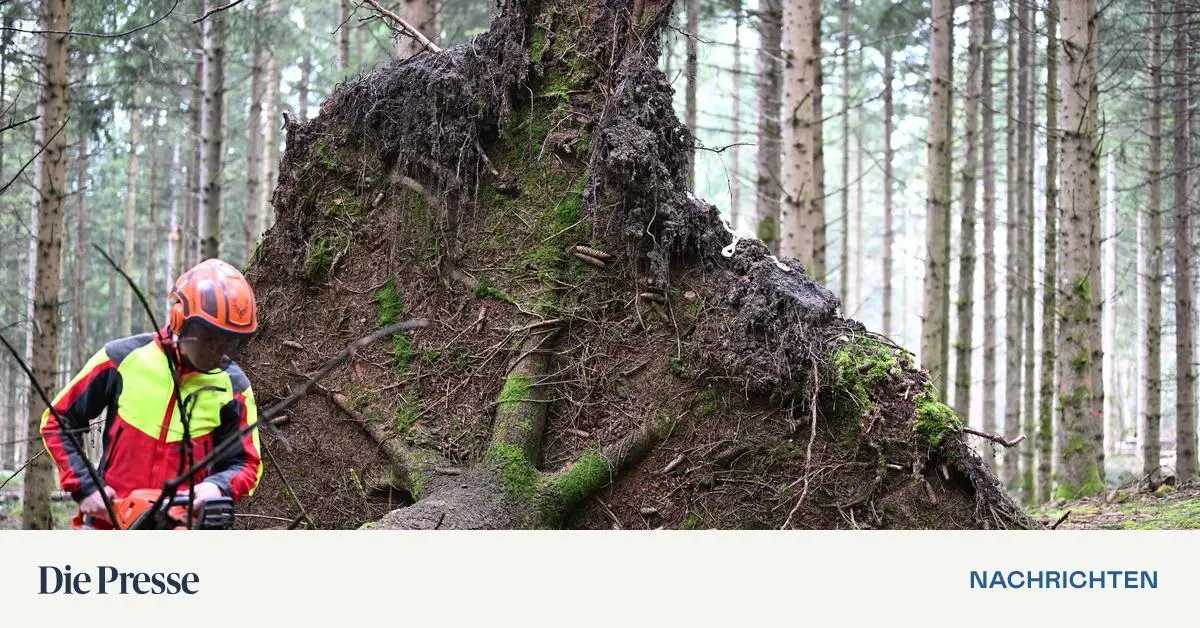 „Massiver Druck“ auf Wald durch neue Schädlinge – DiePresse.com „Massiver Druck“ auf Wald durch neue Schädlinge – DiePresse.com